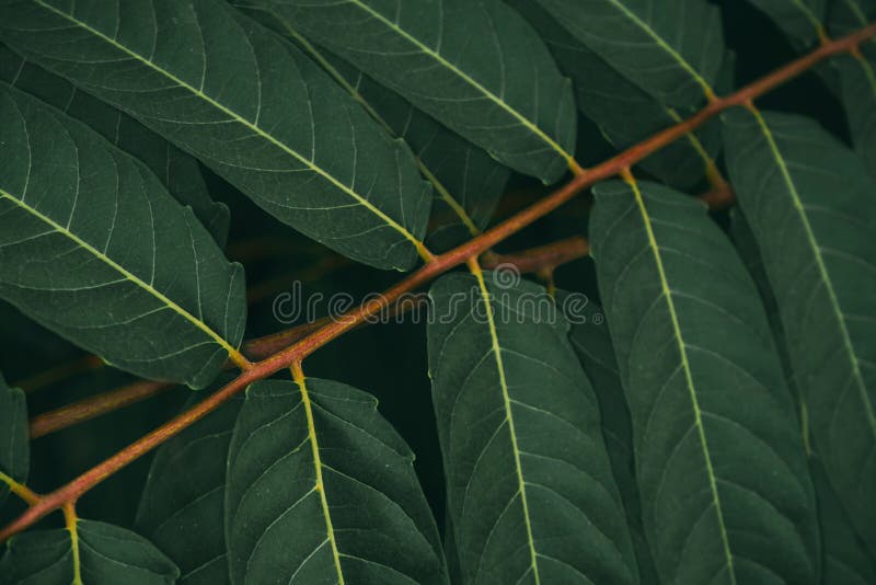 Natural Green Background with Tree Leaves. Fresh Tree Leaves Top View ...