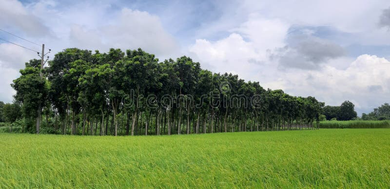 Natural Green Beauty in Our Bangla Stock Photo - Image of green ...