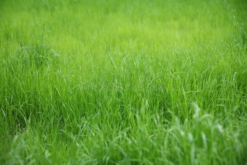 Natural Real Green Grass Field Background Stock Image - Image of angle ...