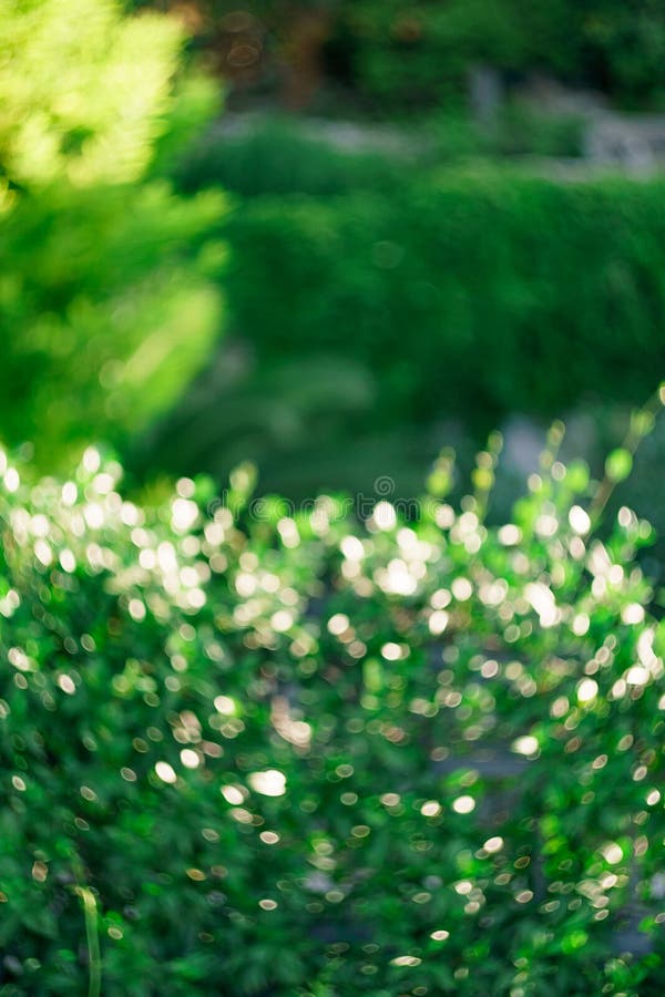 Natural Green Bokeh Abstract Background, Ultra-green Color. Stock Photo ...