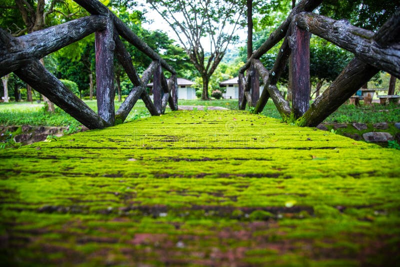 Natural green bridge stock image. Image of forest, thailand - 123031507