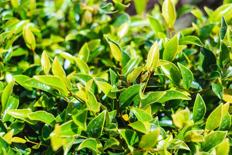 Natural Green Bush Background with Selective Focus Stock Image - Image ...