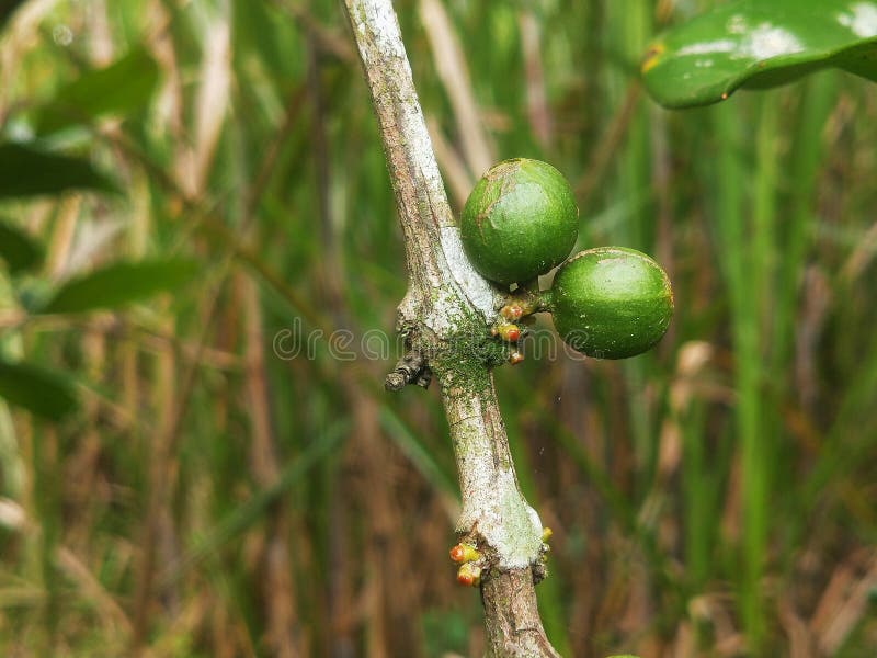 Natural Green Coffee Beans Robusta Variety Stock Image - Image of ...