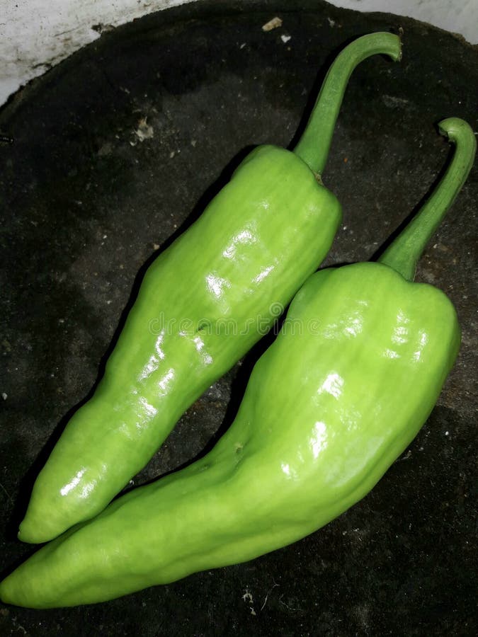 Natural Green Color Chili Pepper Stock Photo - Image of garden, green ...