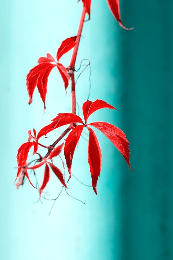 Natural Green Colored Background with Creeping Vine Plant with Red ...