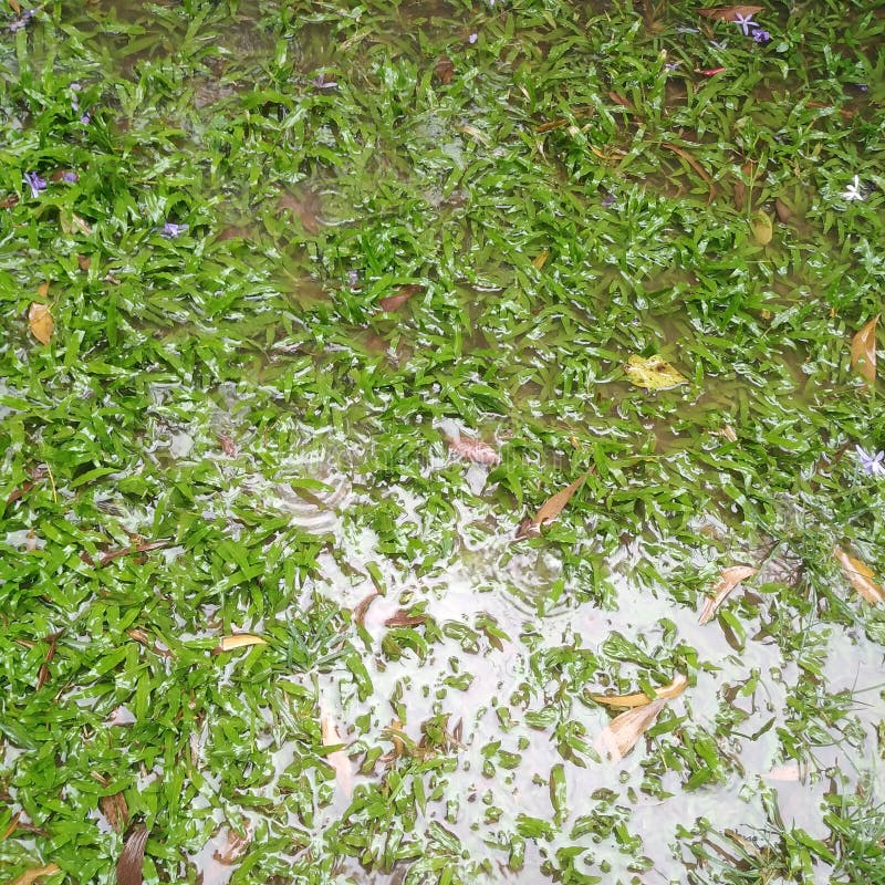 Natural Green Colour Grass Water Beautiful Background Stock Photo ...