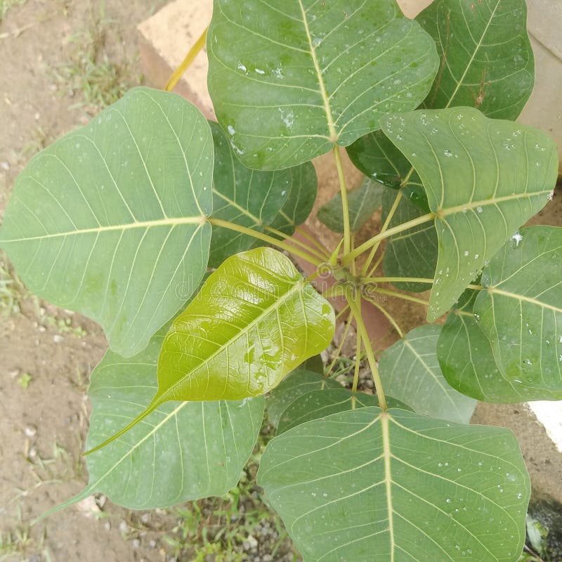 Natural Green Colour Leaves Branch Ssolid D Background in Srilanka ...
