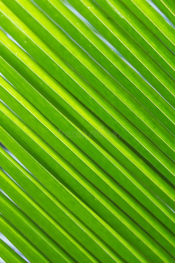 Natural Green Diagonal Lines On Palm Tree Leaf, Green Abstract ...