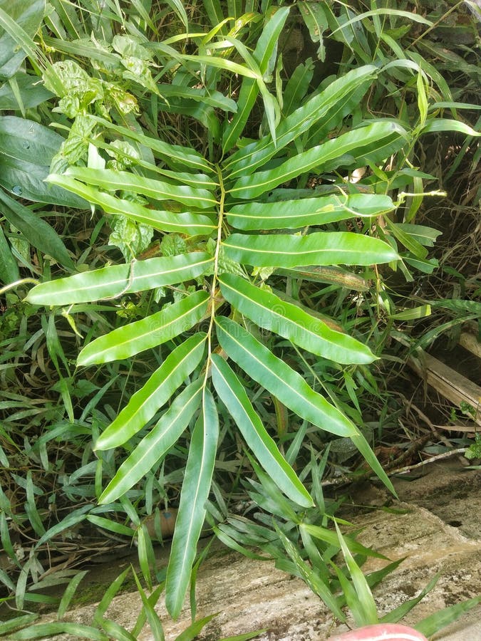 Natural Green Fan Leaf Texture in Indonesian Borneo Stock Image - Image ...