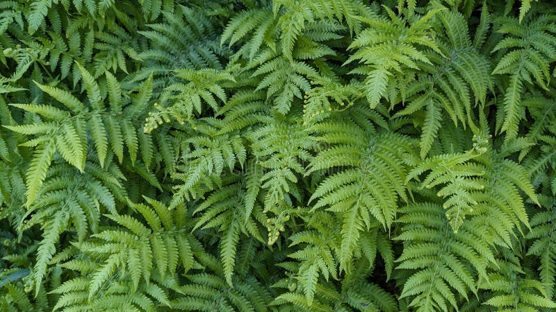 Natural Green Fern Wallpaper Stock Image - Image of natural, backdrop ...