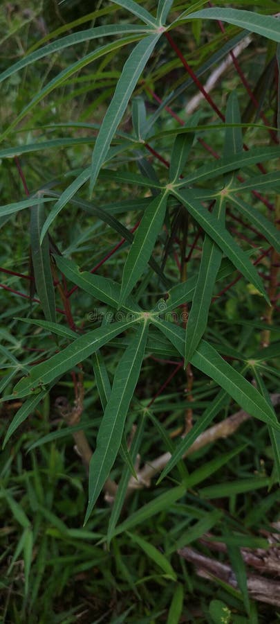 Natural Green Foliaage Vegetation Stock Photo - Image of sweet ...