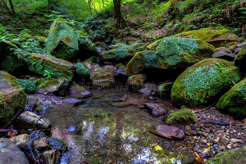 Moss Covered Rocks and Small Stream in Forest Stock Image - Image of ...