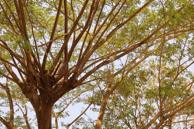 Natural Green Forest Tree Branches Stock Photo - Image of nature ...