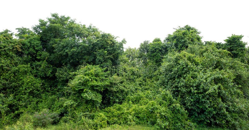 845 Tree Line Png Stock Photos - Free & Royalty-Free Stock Photos from ...