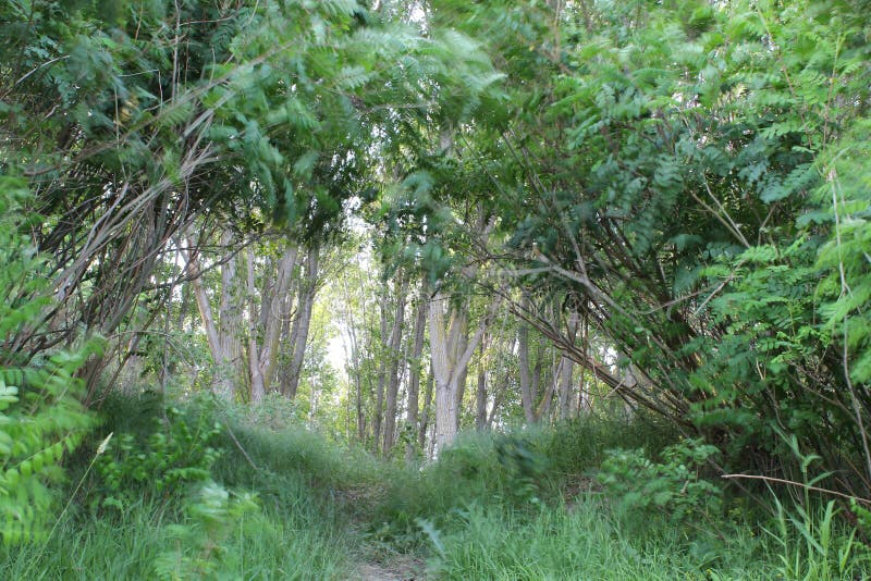 Natural Green Frame for Enterin the Forest Stock Photo - Image of ...