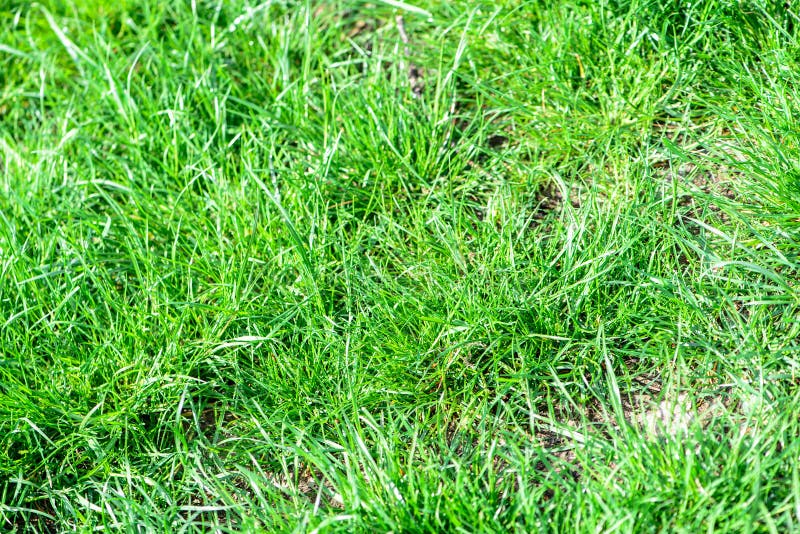Natural Green Fresh Grass Texture Background Empty Stock Image - Image ...