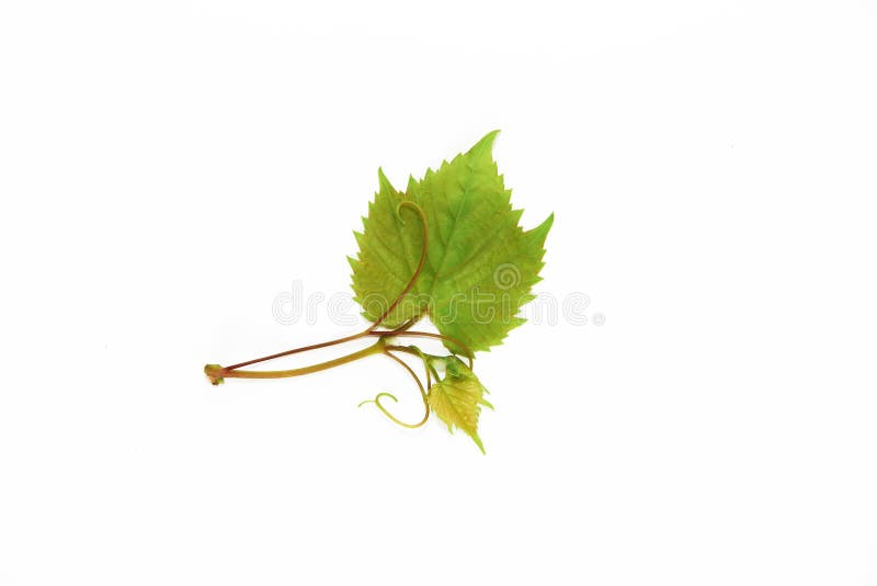 Natural Green Grape Leaves with Veins on a White Background Stock Image ...