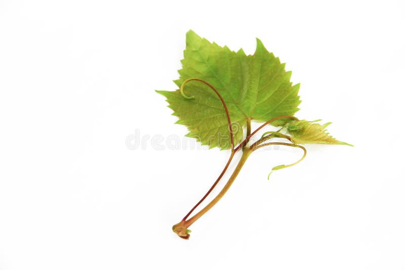 Natural Green Grape Leaves with Veins on a White Background Stock Image ...