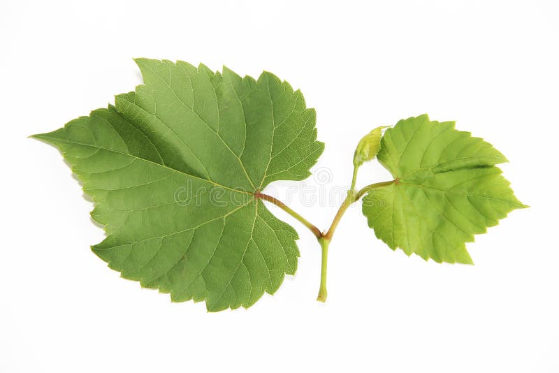 Natural Green Grape Leaves with Veins on a White Background Stock Image ...