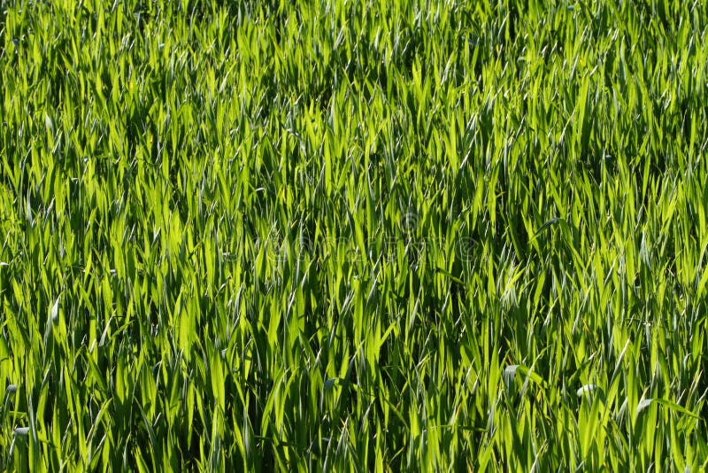 Natural green grass stock photo. Image of landscape, natural - 14514882