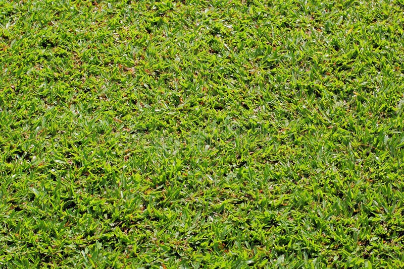 Natural Green Grass Background Stock Image - Image of grass, green ...