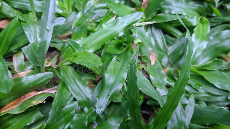 Natural Green Grass Background and Pattern for Editing Stock Image ...