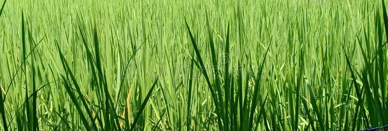 Natural Green Grass Background, Green Scenery Stock Image - Image of ...