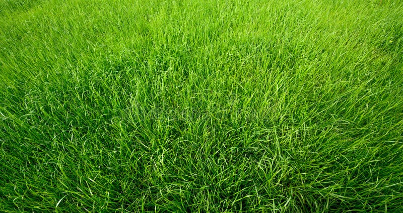 Natural Green Grass Background or Texture Stock Photo - Image of nature ...
