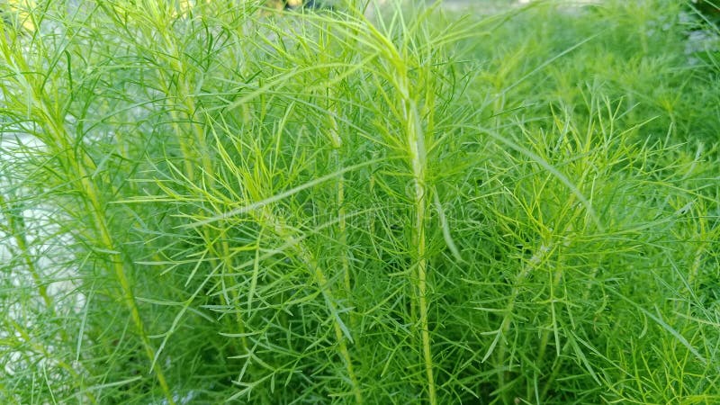 Natural Green Grass and Beautiful Front of the House Stock Image ...