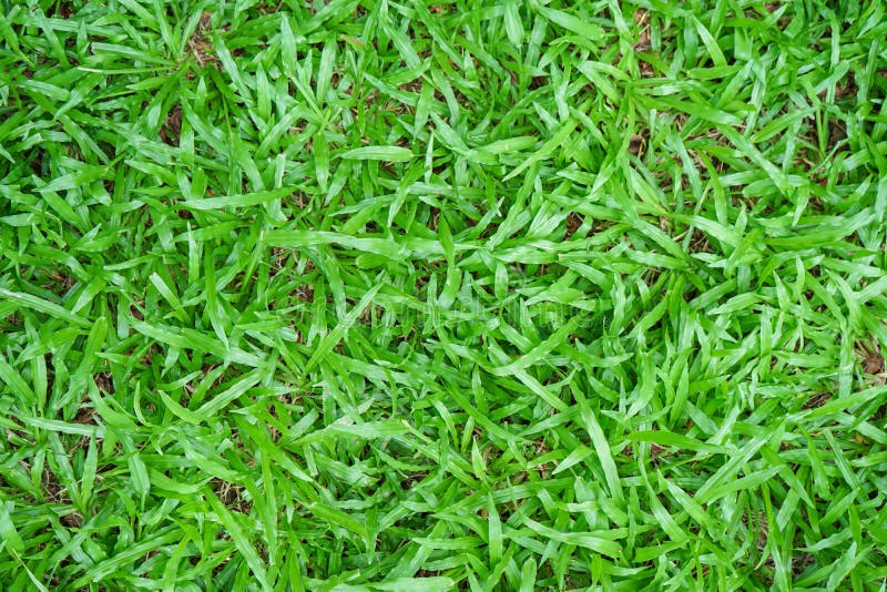 Natural Green Grass Can Texture Stock Photo - Image of grass, natural ...