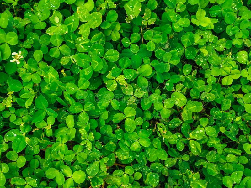 Natural Green Grass Clover Texture. Natural Background Stock Photo ...