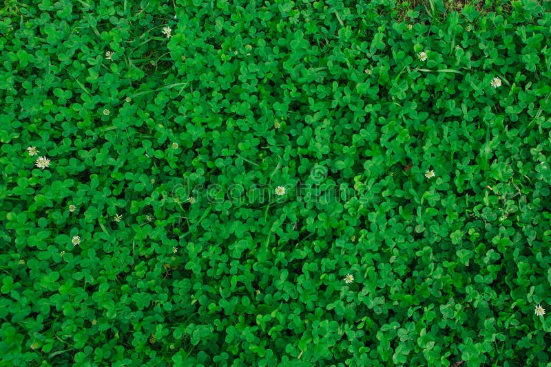 10,762 Clover Texture Stock Photos - Free & Royalty-Free Stock Photos ...