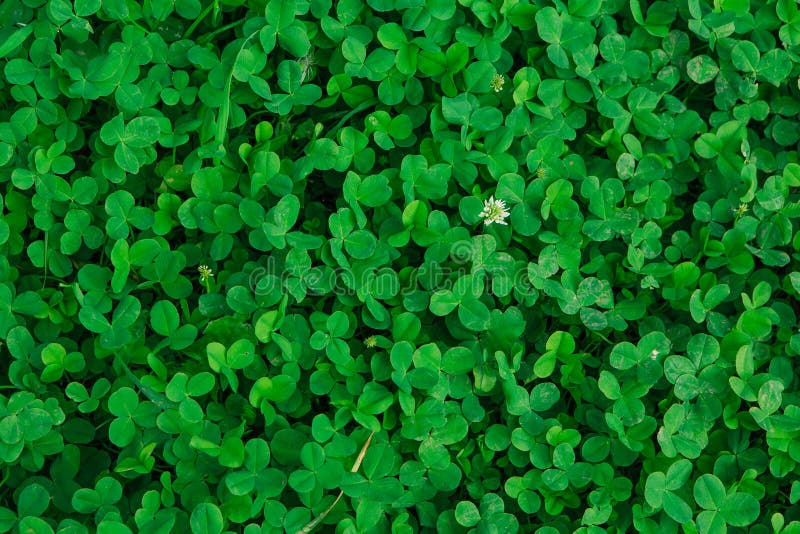 Natural Green Grass Clover Texture. Natural Background Stock Photo ...