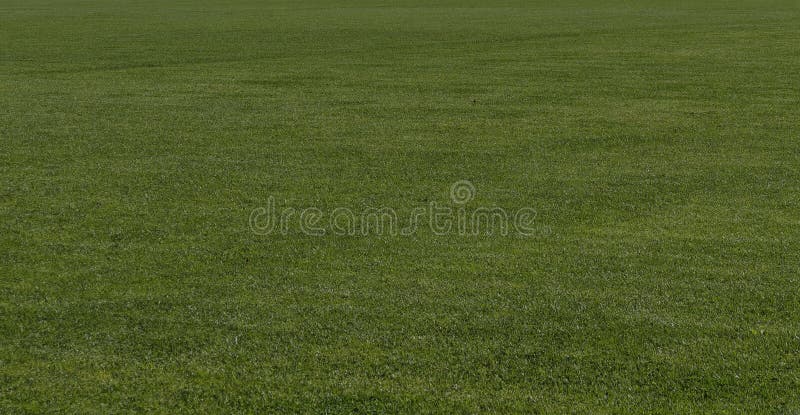 Natural green grass field stock image. Image of surface - 42285869