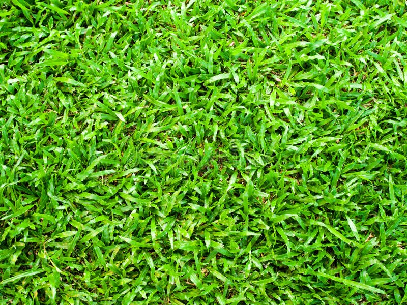Natural green grass stock image. Image of space, environment - 113789181