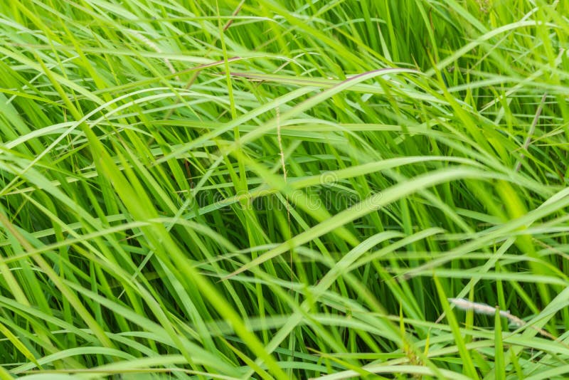 A natural green grass. stock image. Image of people - 128553549