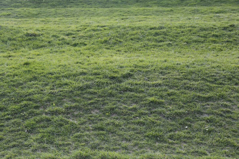 Natural green grass stock photo. Image of grass, background - 182966138