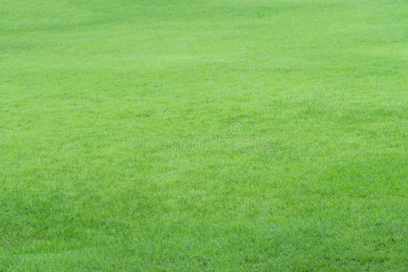 A natural green grass. stock photo. Image of meadow - 173035416