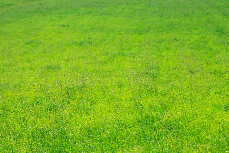 Natural Green Grass Texture Stock Photo - Image of summer, field: 93210378