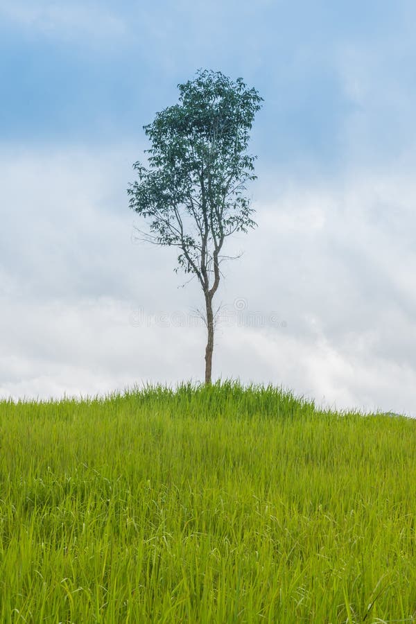 A Natural Green Grass and Tree. Stock Image - Image of background ...