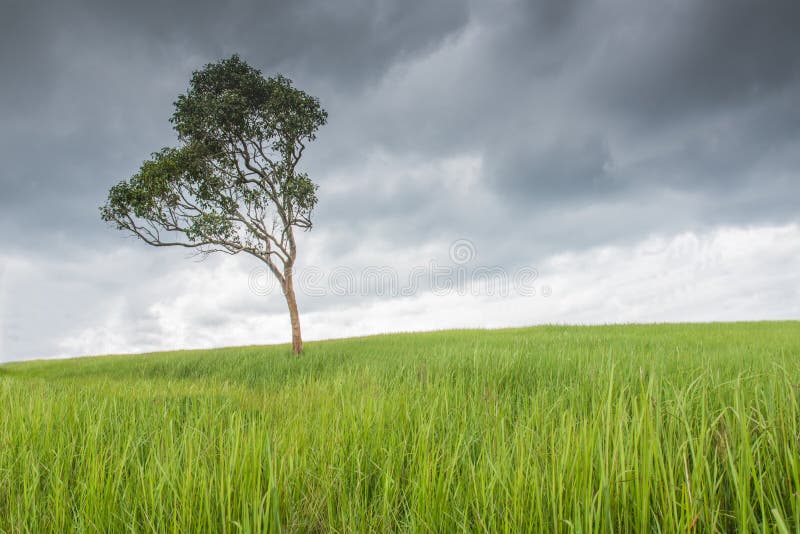 A Natural Green Grass and Tree. Stock Image - Image of green, luxuriant ...
