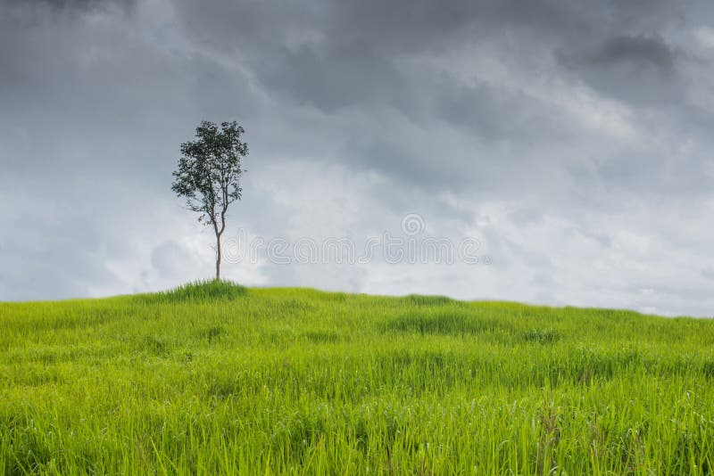 A Natural Green Grass and Tree. Stock Image - Image of luxuriant ...