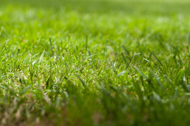 Natural Green Grass for Wallpaper or Background Stock Photo - Image of ...