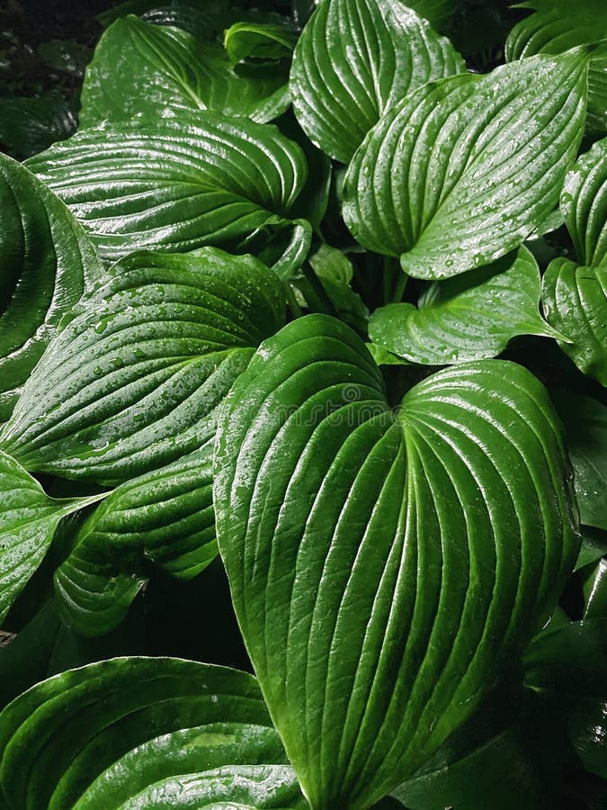 Close-up View of Hostas Leaf Texture. Stock Image - Image of shade ...