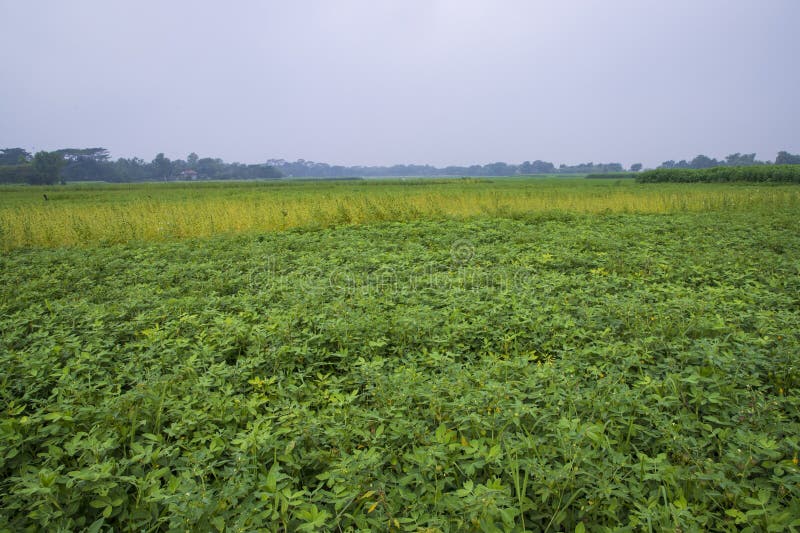 Natural Green Landscape View Field with Blue Sky Stock Image - Image of ...
