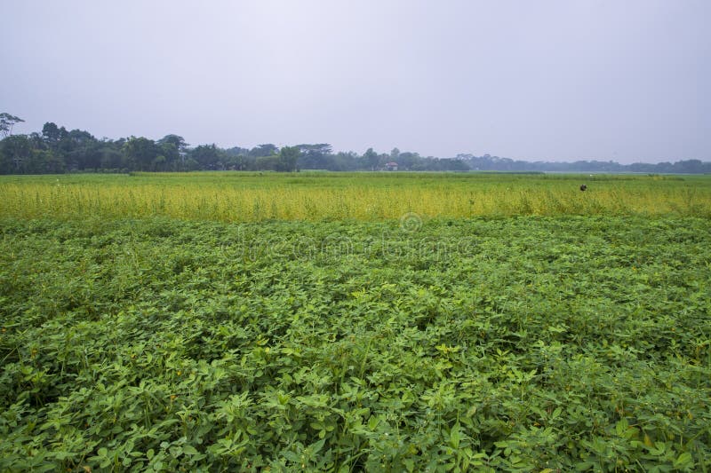 Natural Green Landscape View Field with Blue Sky Stock Photo - Image of ...
