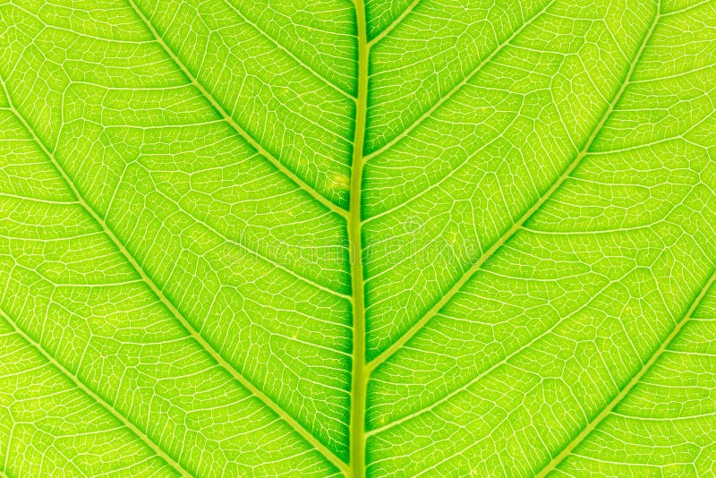 Natural Green Leaf Background with Light Behind for Graphic Design ...