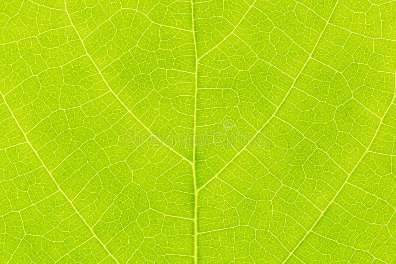 Natural Green Leaf Background with Light Behind for Graphic Design ...