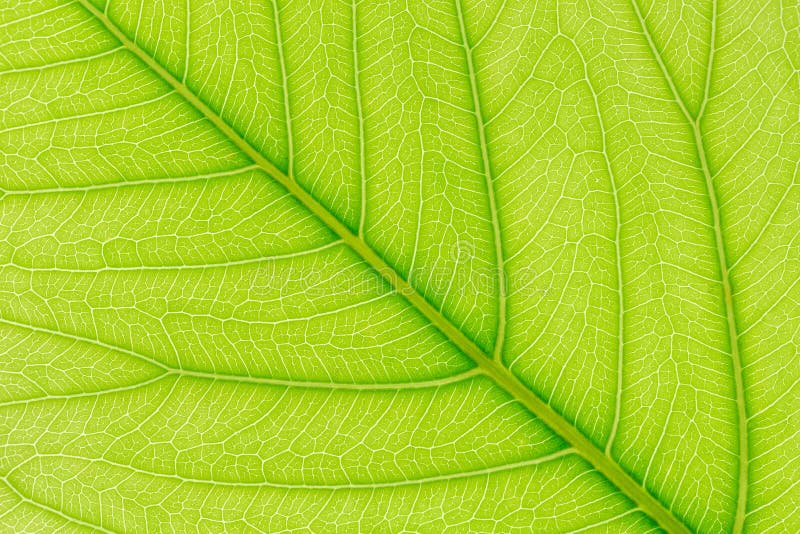 Natural Green Leaf Pattern Texture Background with Light Behind for ...