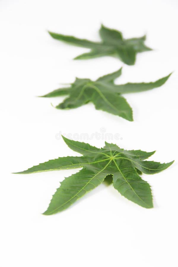 Natural Green Leaf Plane Tree with Veins on a White Background Stock ...